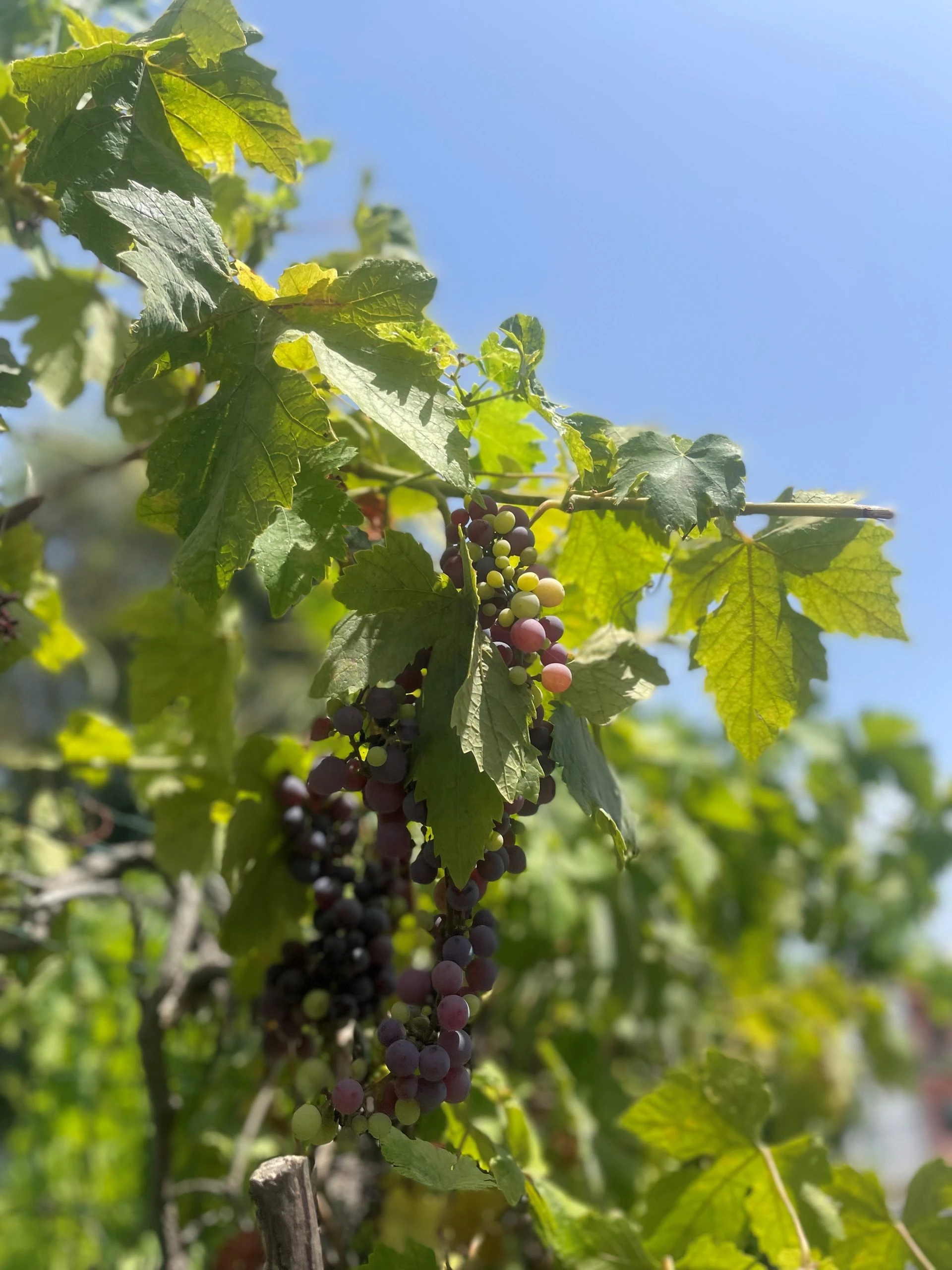 Master Classes Archives - Restaurangakademien